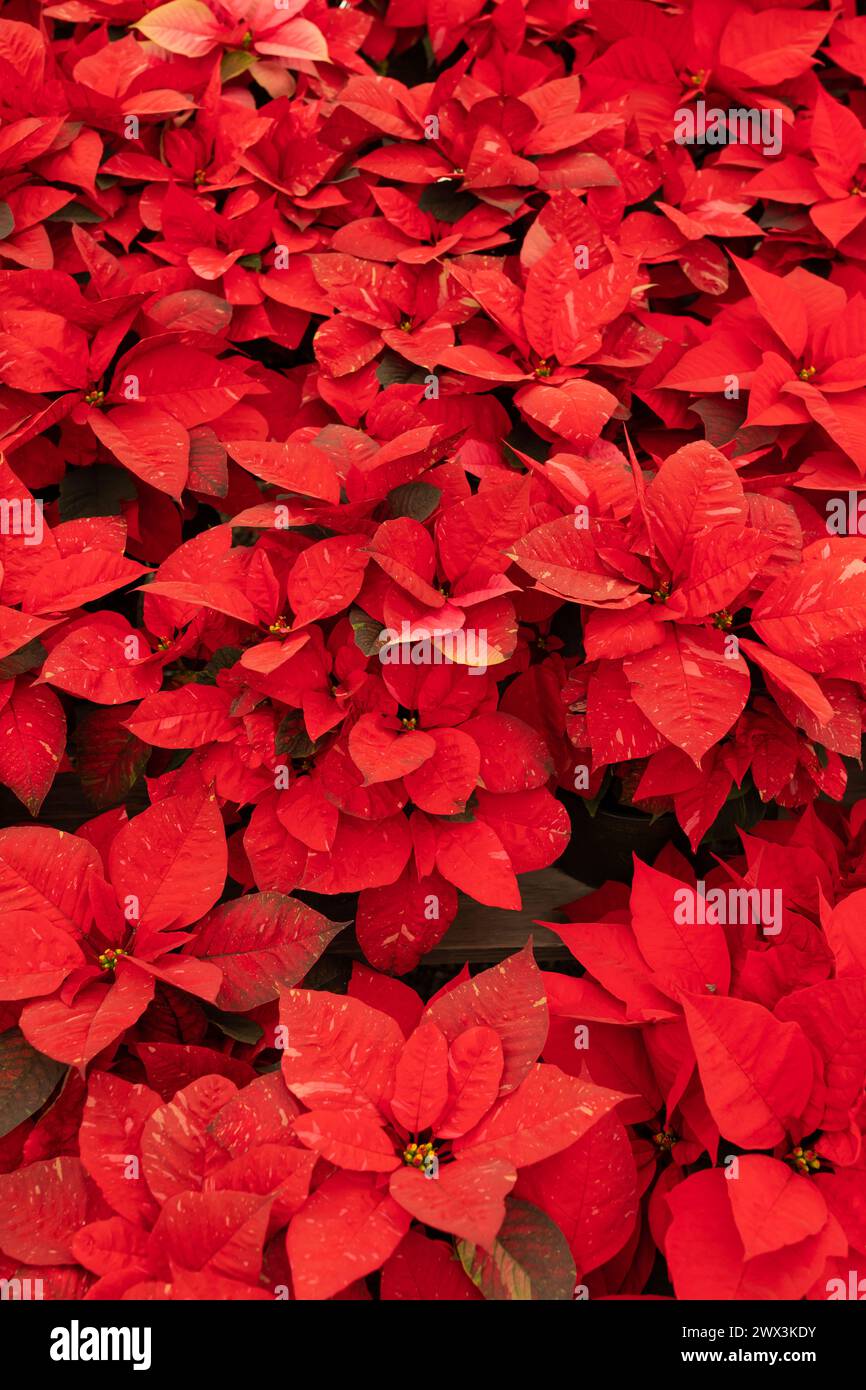 Many Red Freedom Jingle Bells Poinsettia Flower, With Star-shaped Red ...