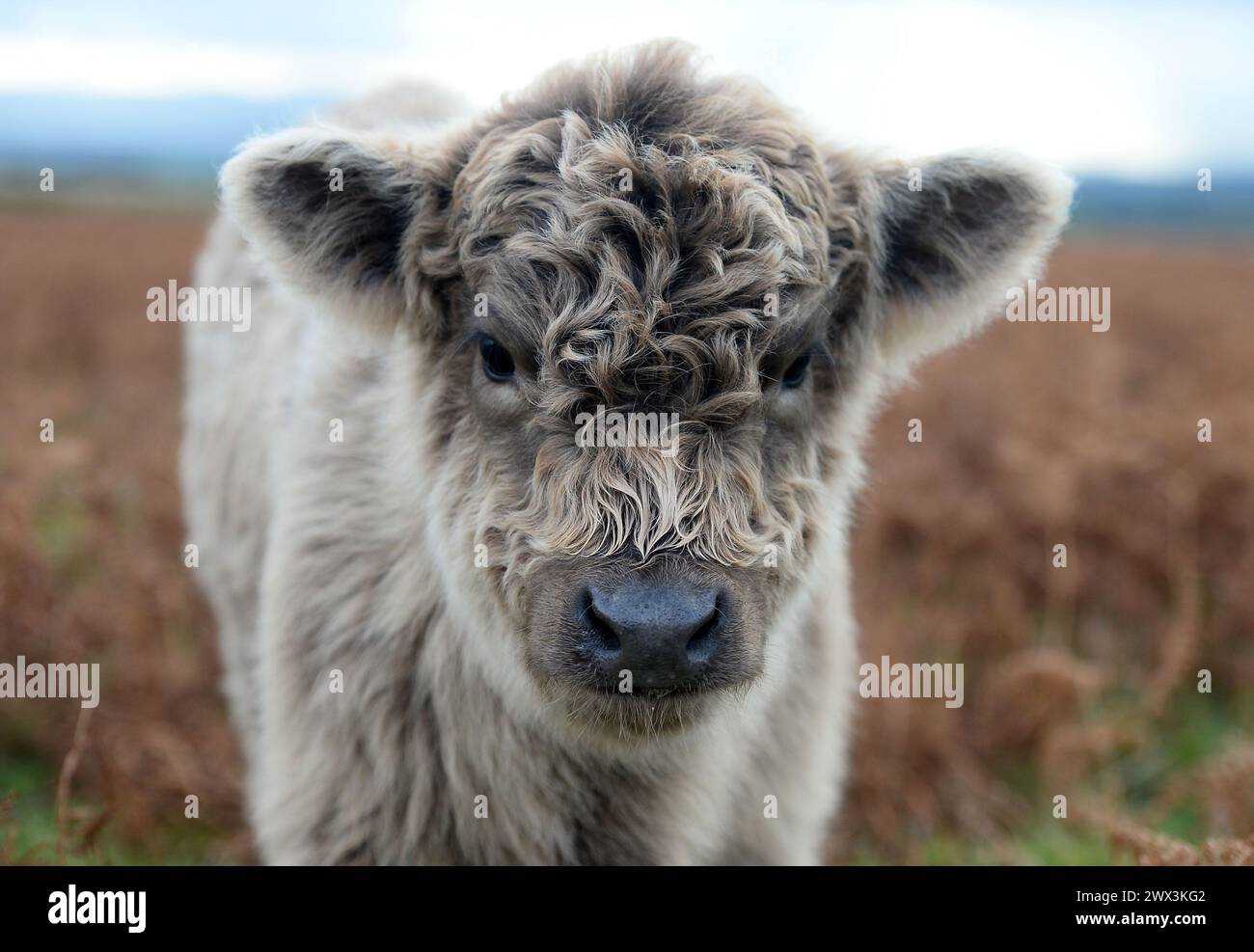 Highland Cows and their young photographed near Kirkland in the ...