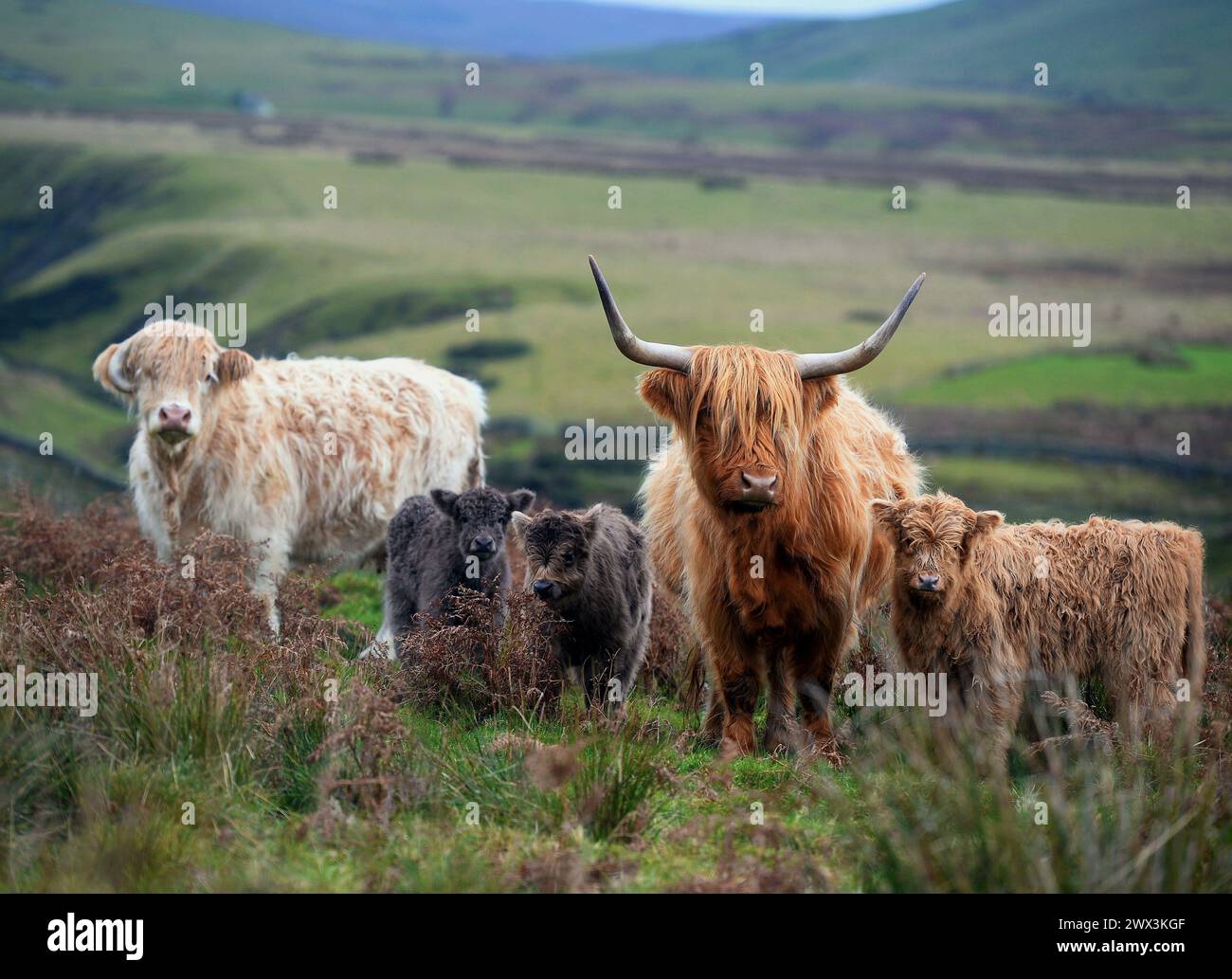 Highland Cows and their young photographed near Kirkland in the ...