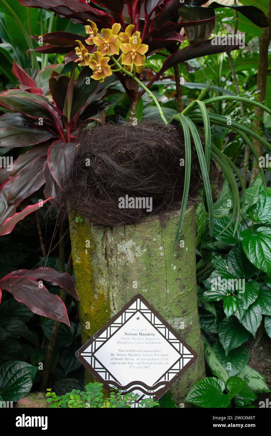 Orchid "Nelson Mandela", Singapore Botanic Gardens, Singapore, South ...