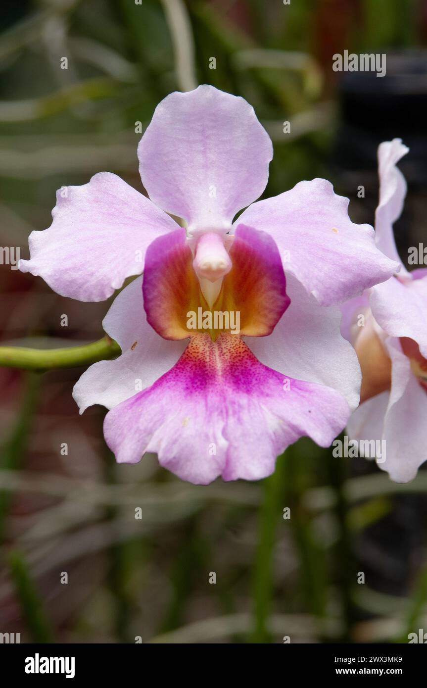 The National Flower of Singapore, Vanda Miss Joaquim, Singapore Botanic ...