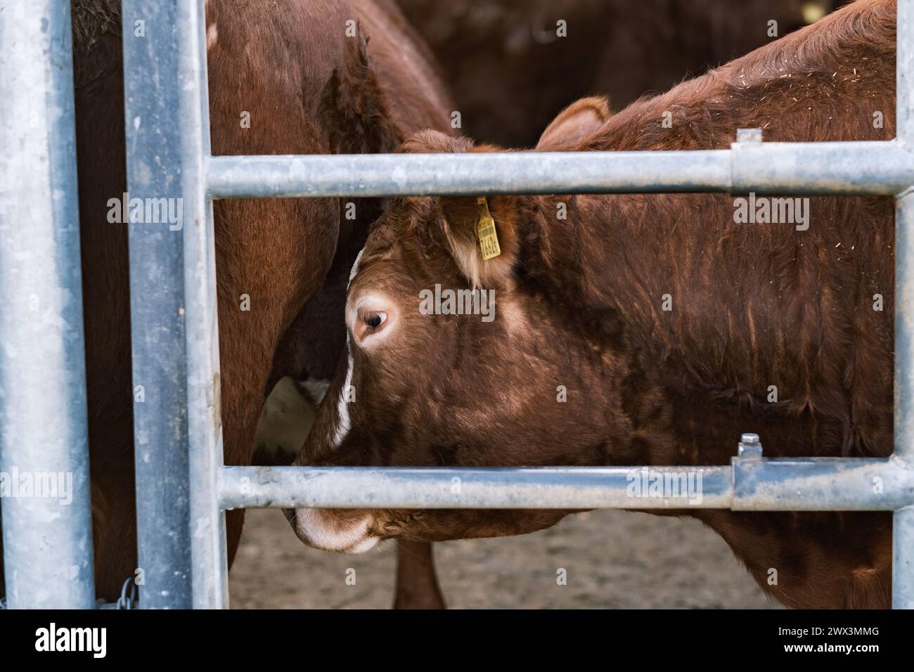 Enclosed pen hi-res stock photography and images - Alamy