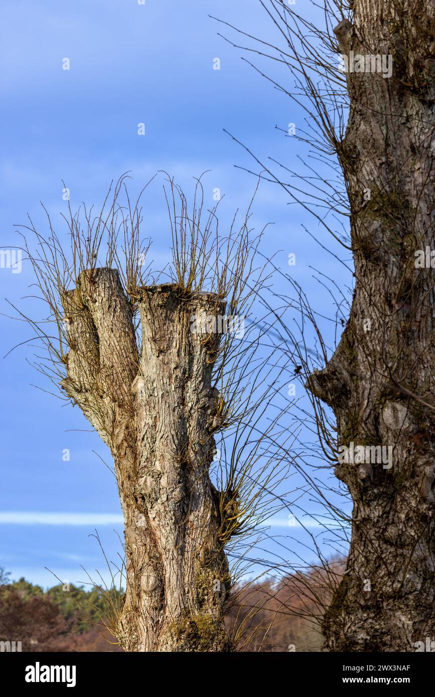 Trimmed oak tree isolated against blue sky Stock Photo - Alamy