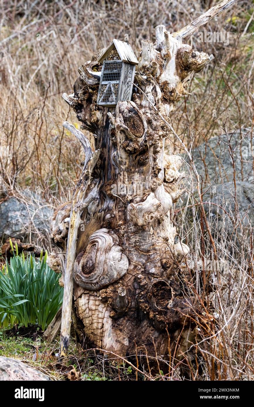 Bee insect hotel on a gnarly old tree stump Stock Photo - Alamy