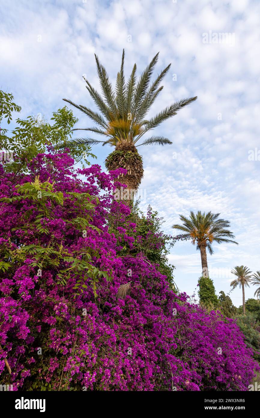 Palm trees against purple sky hi-res stock photography and images - Alamy