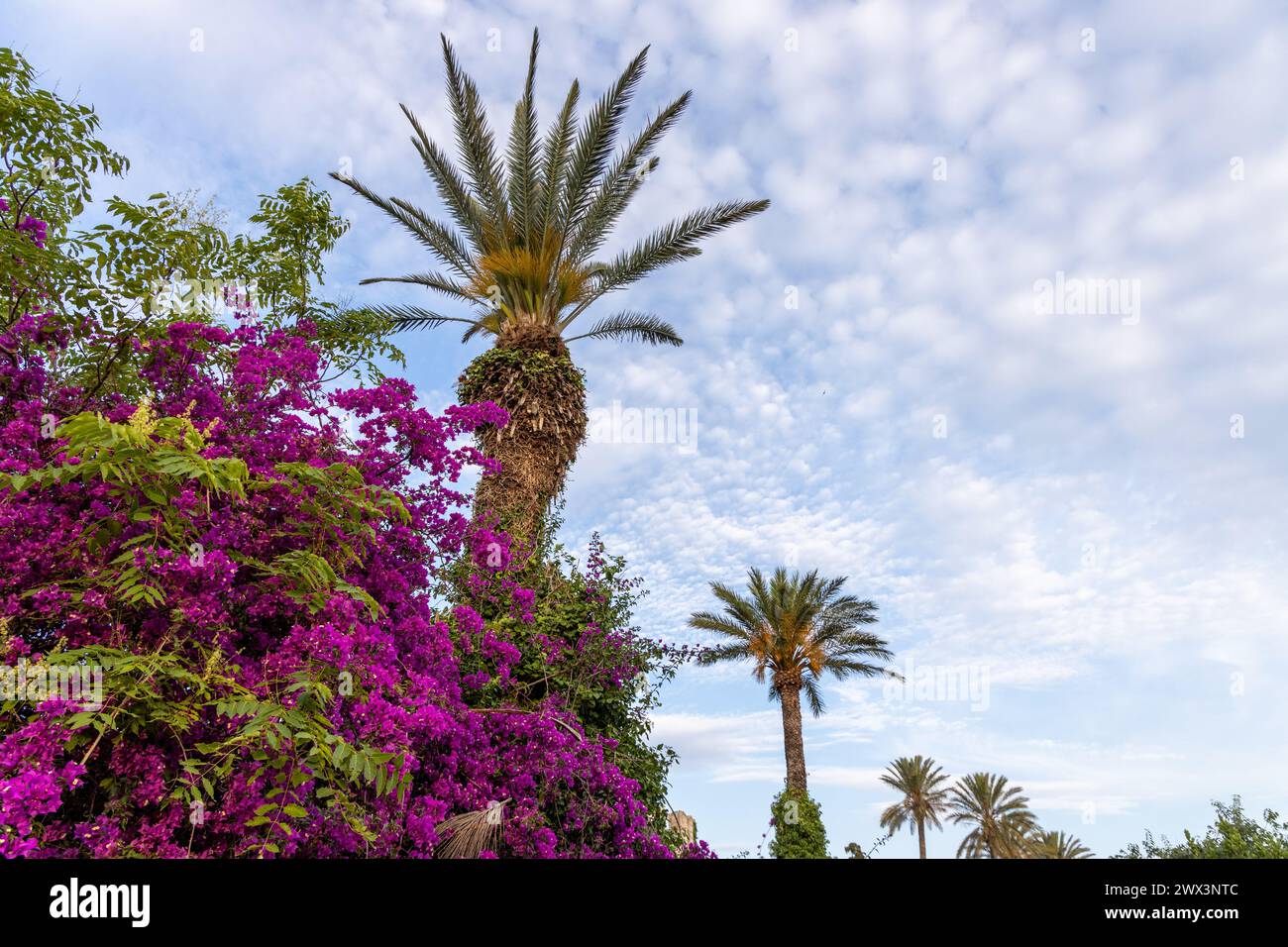 Palm trees against purple sky hi-res stock photography and images - Alamy