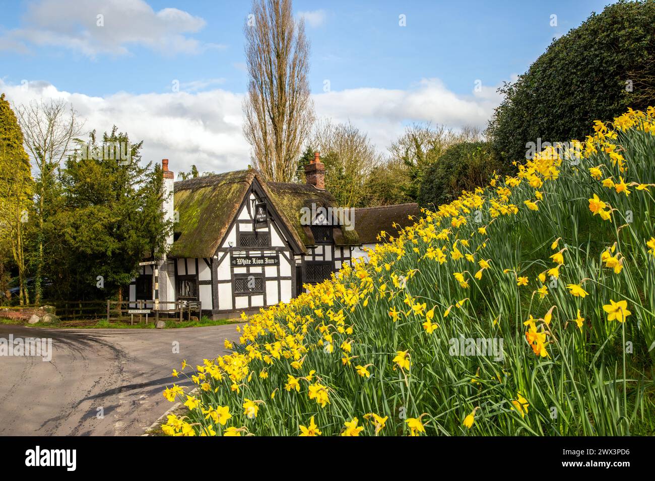 The White Lion a17th century black and white half timbered thatched ...