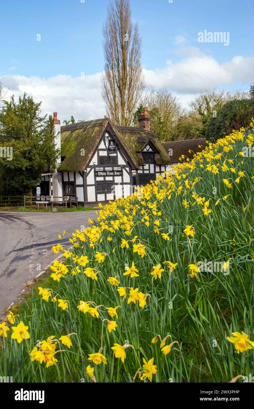 The White Lion a17th century black and white half timbered thatched ...