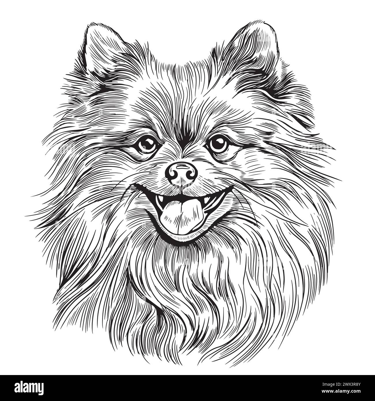 Spitz dog sketch hand drawn in engraving.Vector illustration Stock ...