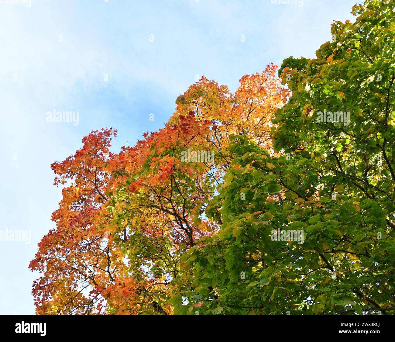 Top view red maple tree hi-res stock photography and images - Alamy