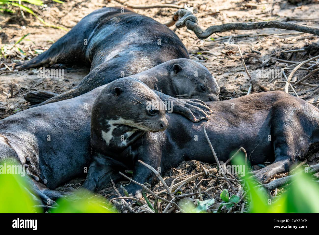 Group of Giant River Otters, showing webbed feet, Pteronula ...