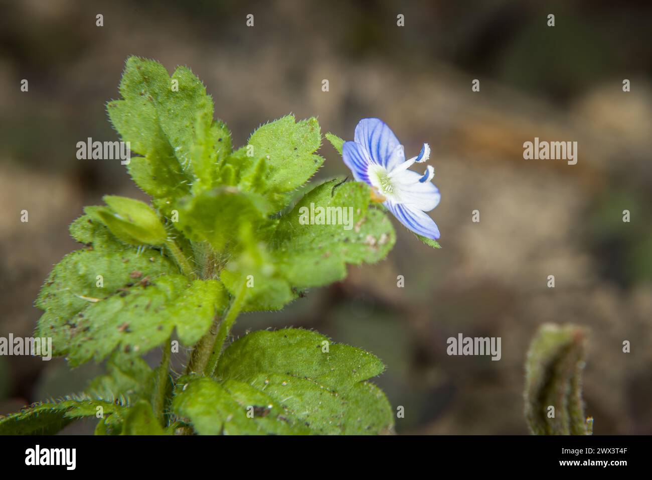 Close-up of the blossom of a Persian speedwell flower in the garden ...