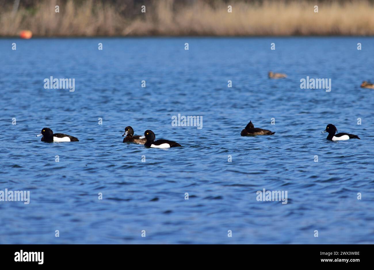 Viehofner seen hi-res stock photography and images - Alamy