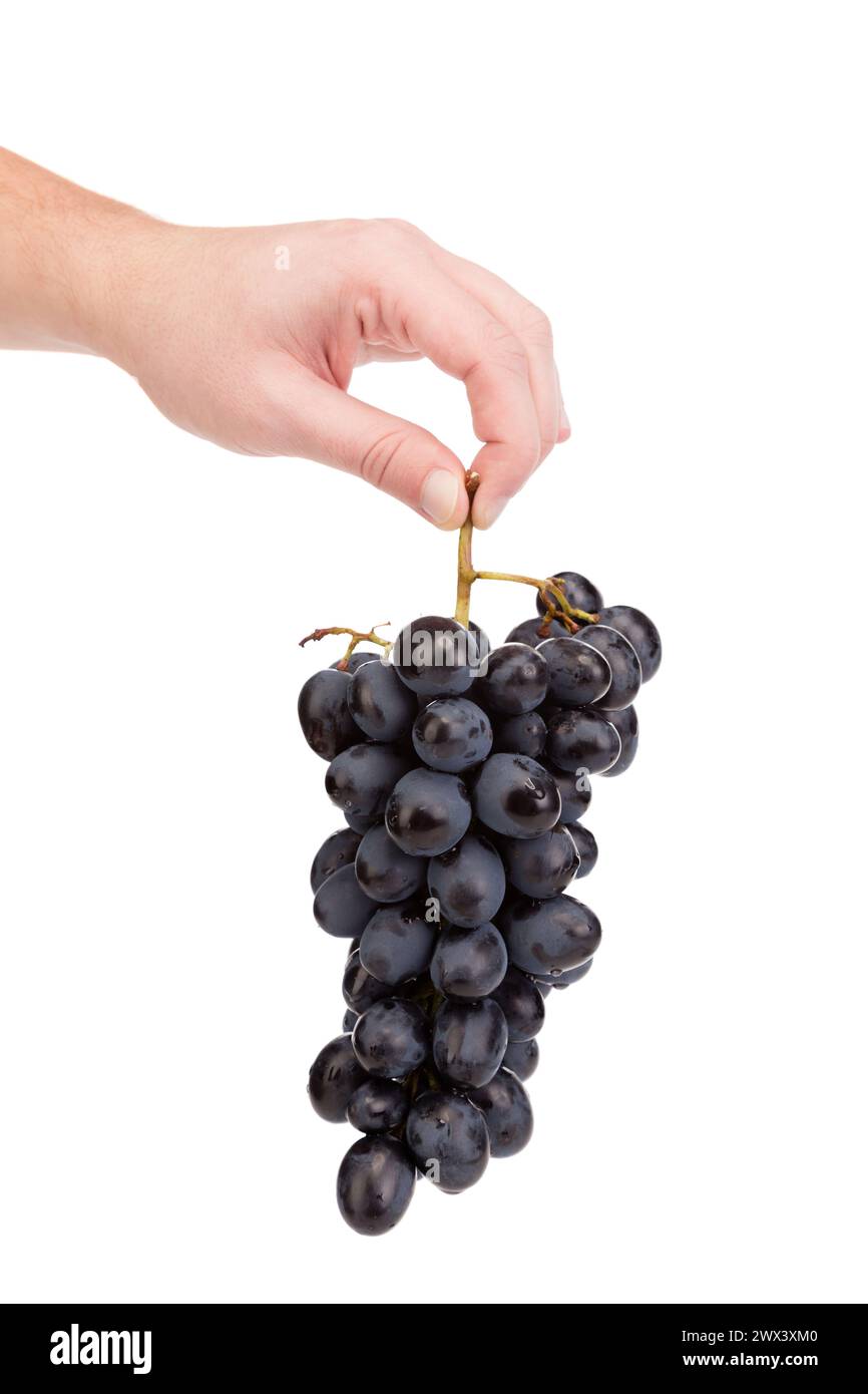 A bunch of grapes in a human hand. Isolated on a white background ...