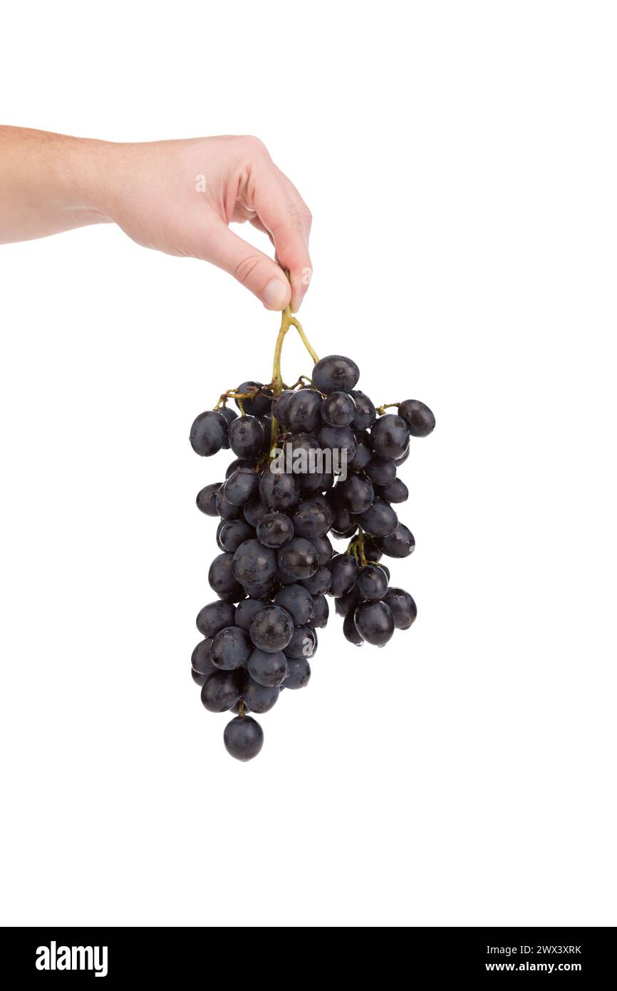 A bunch of grapes in a human hand. Isolated on a white background ...