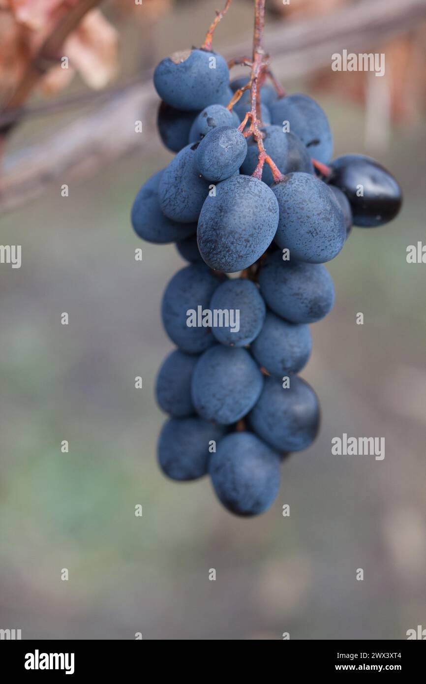 Moldova variety hi-res stock photography and images - Alamy