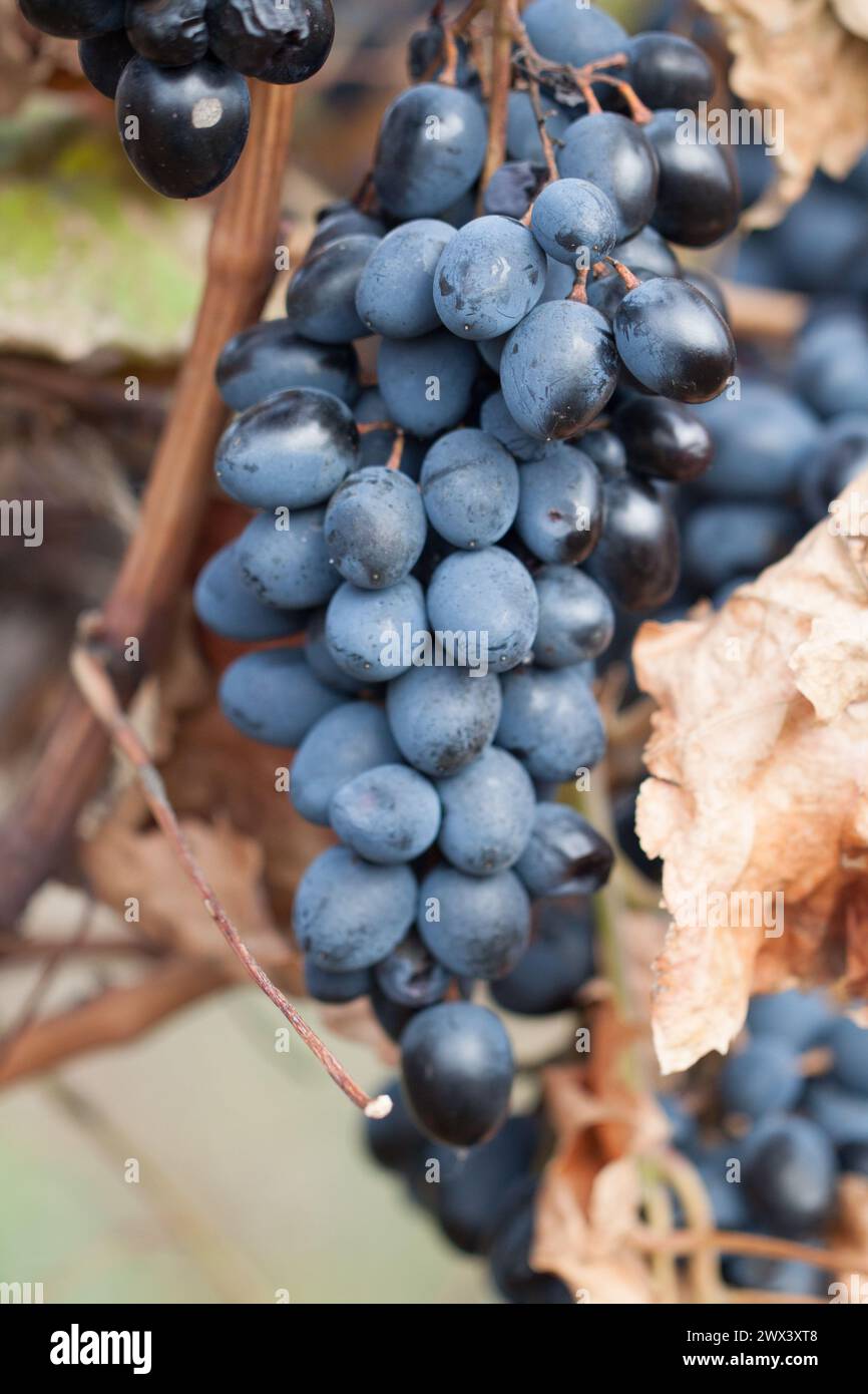 Moldova variety hi-res stock photography and images - Alamy