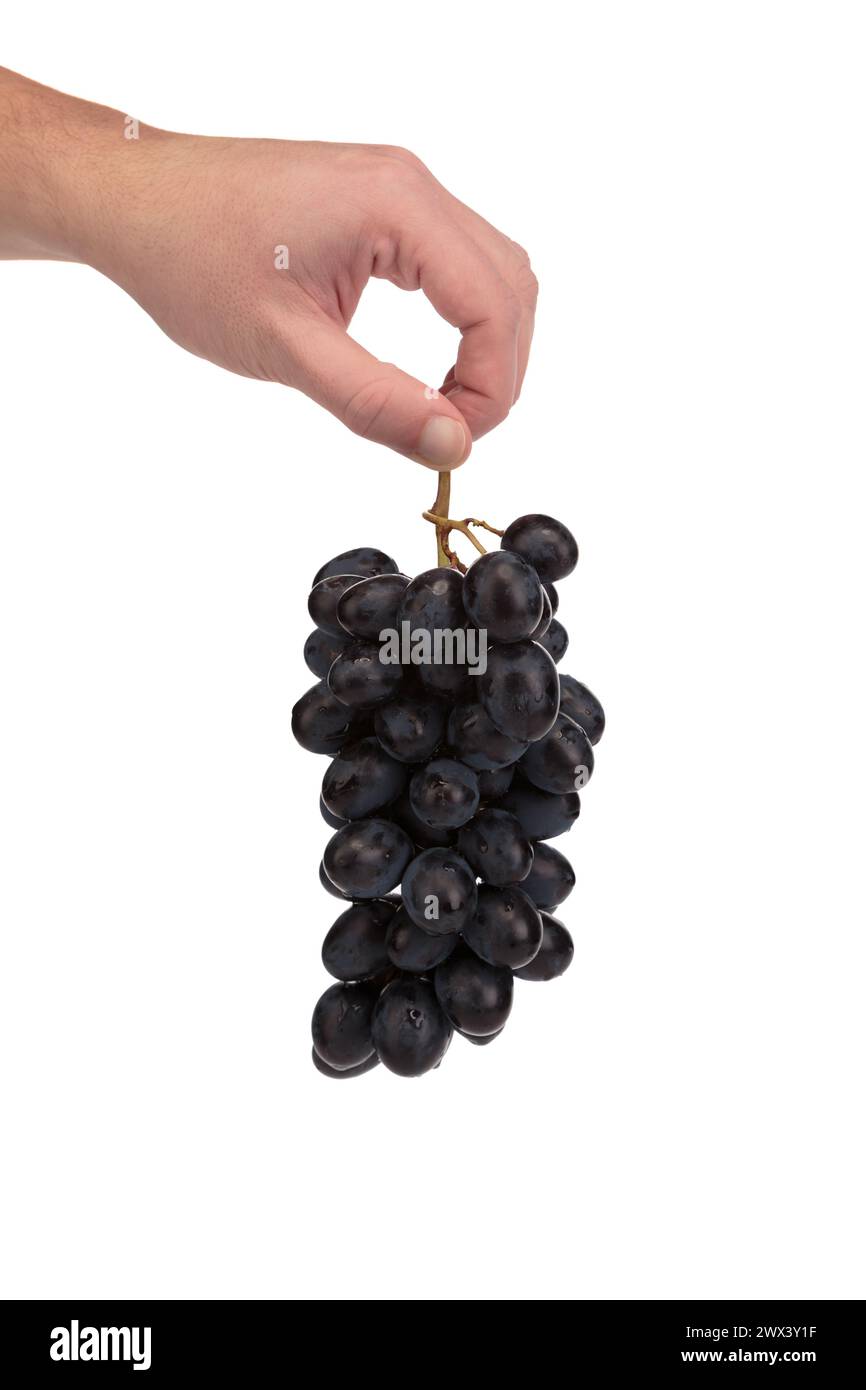 A bunch of grapes in a human hand. Isolated on a white background ...