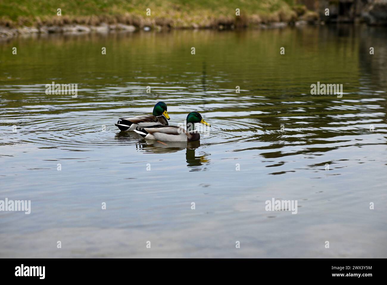 Two ducks swimming in body hi-res stock photography and images - Alamy