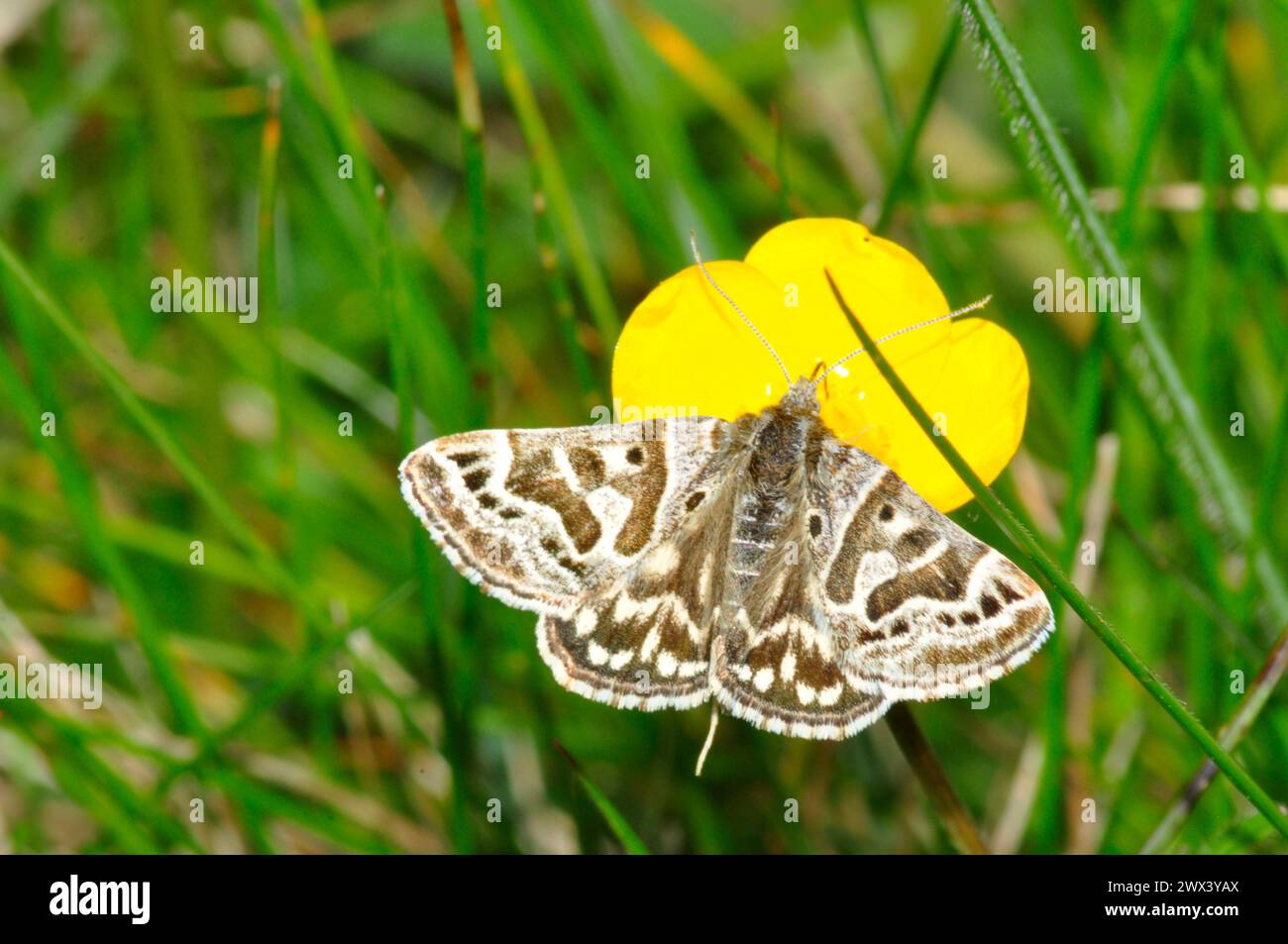 Mother Shipton Moth,"Callistege mi" grassland species.Distinctive, with ...