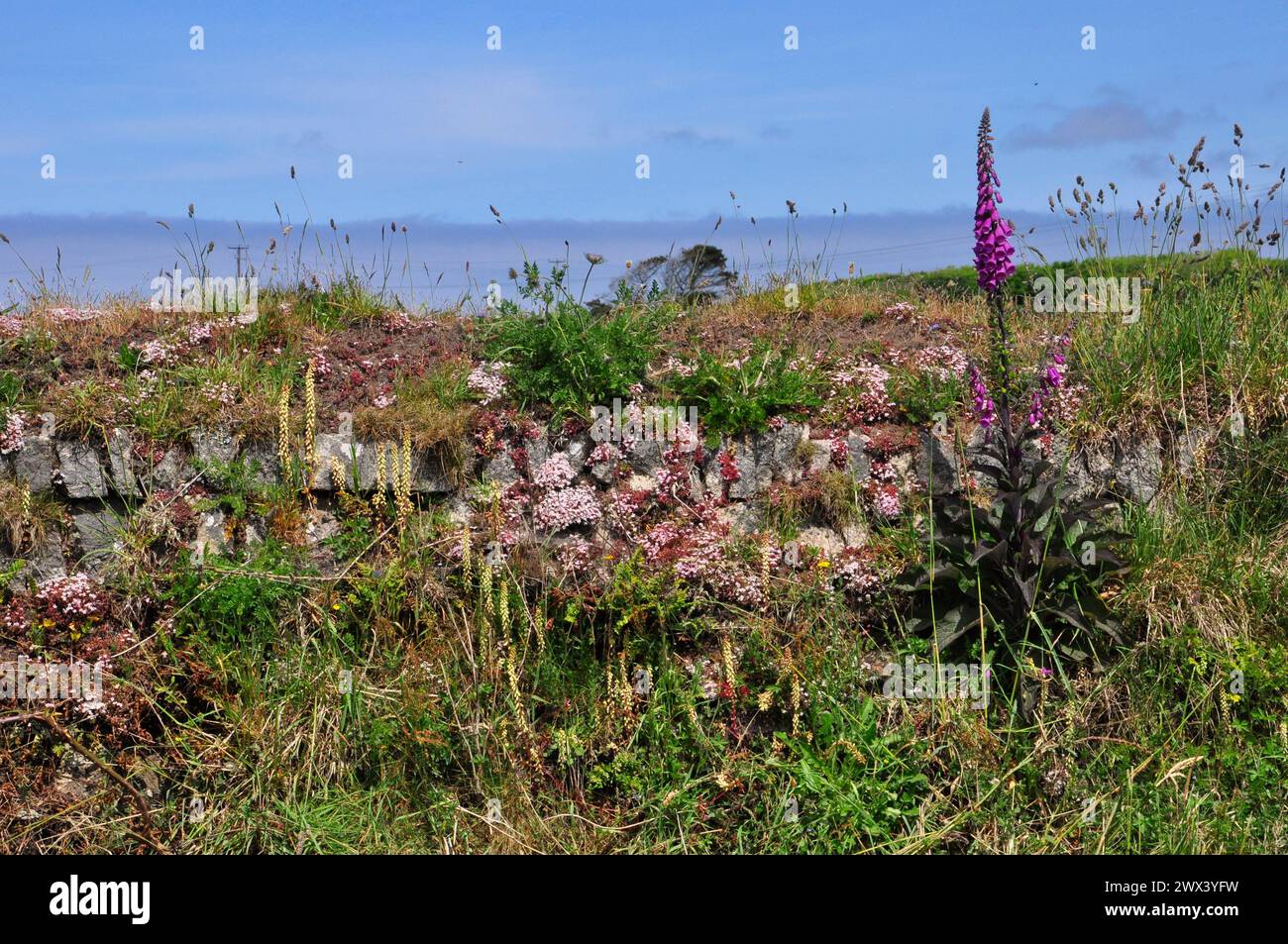 Cornish hedge, Granite rocks wall filled with soil covered with spring ... Cornish hedge, Granite rocks wall filled with soil covered with spring ...