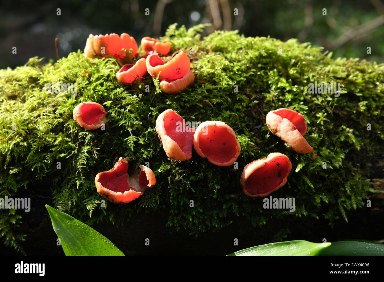 Scarlet Elf Cup or Scarlet Cup fungi growing on moss Sarcoscypha ...