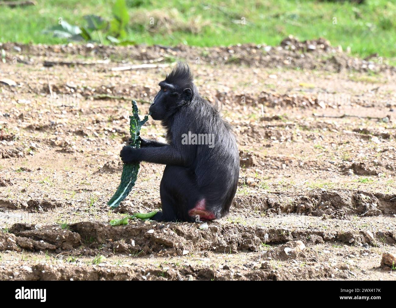 Monkey Forest is opening on March 29 , 2024 .Monkey Forest will be home ...