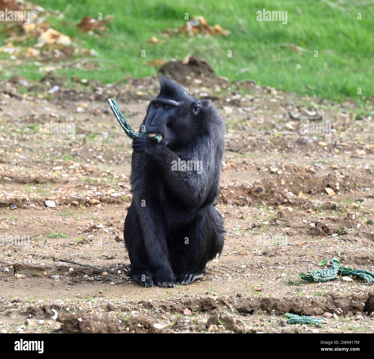 Monkey Forest is opening on March 29 , 2024 .Monkey Forest will be home ...