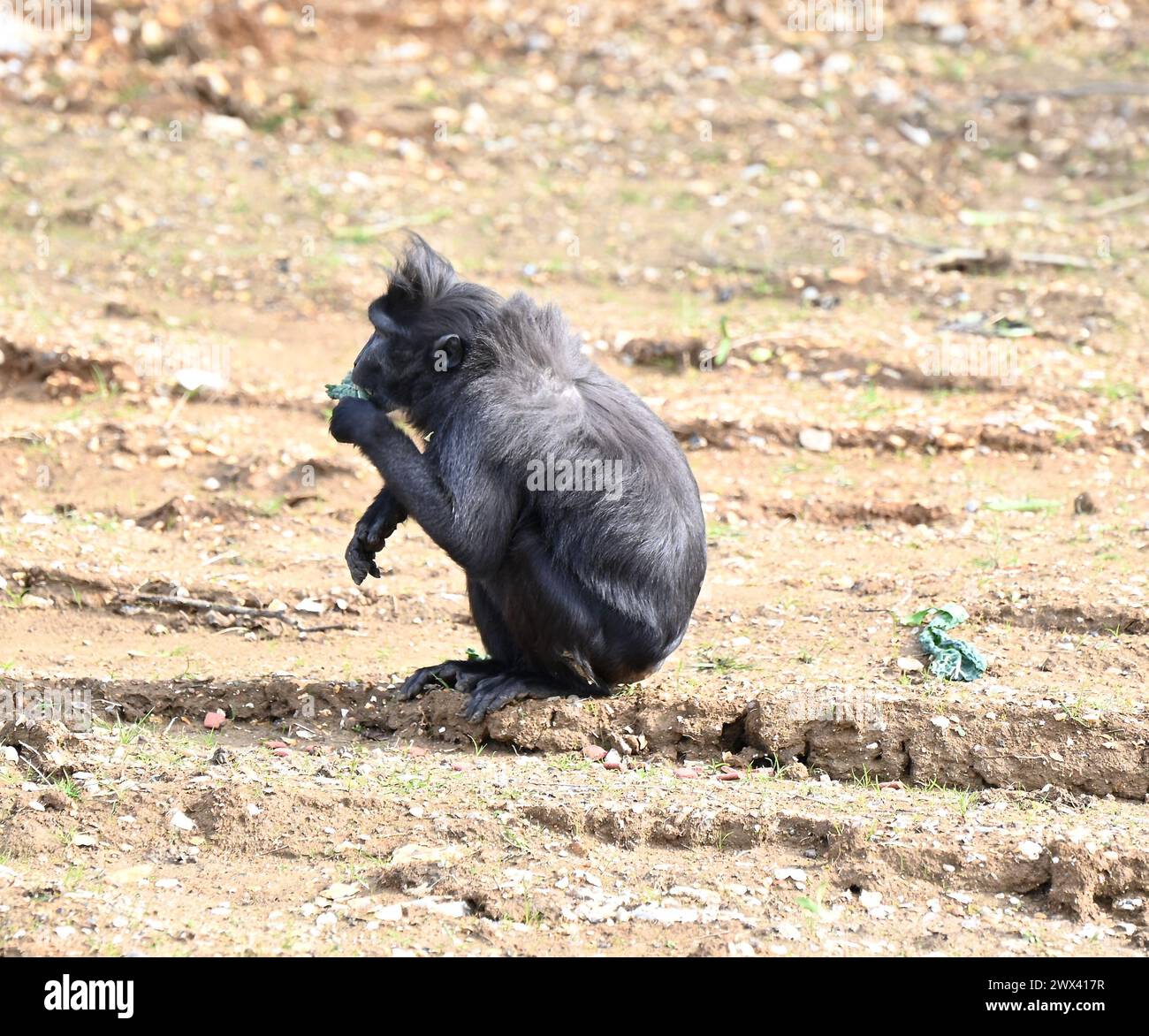 Monkey Forest is opening on March 29 , 2024 .Monkey Forest will be home ...