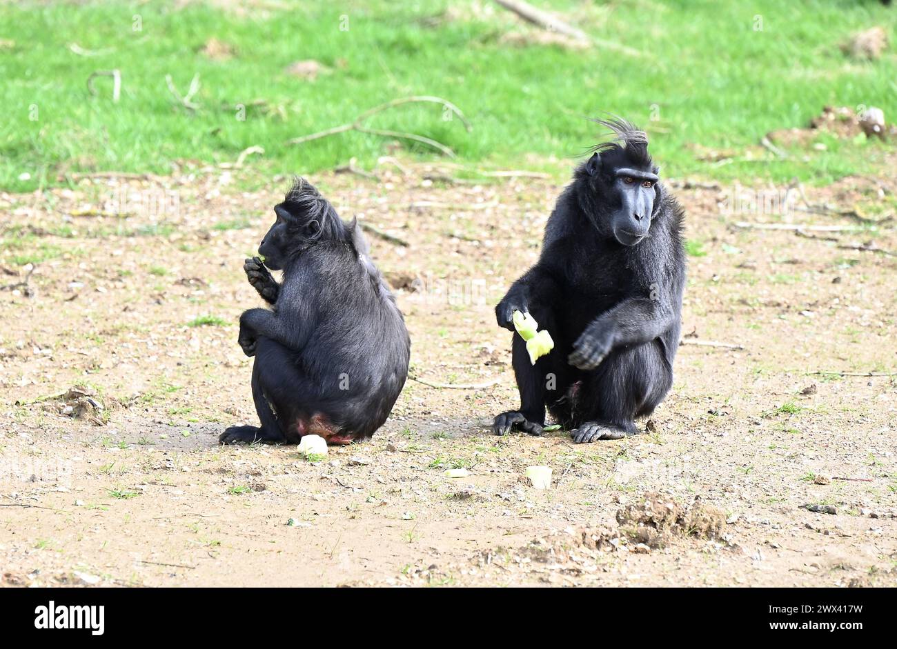 Monkey Forest is opening on March 29 , 2024 .Monkey Forest will be home ...