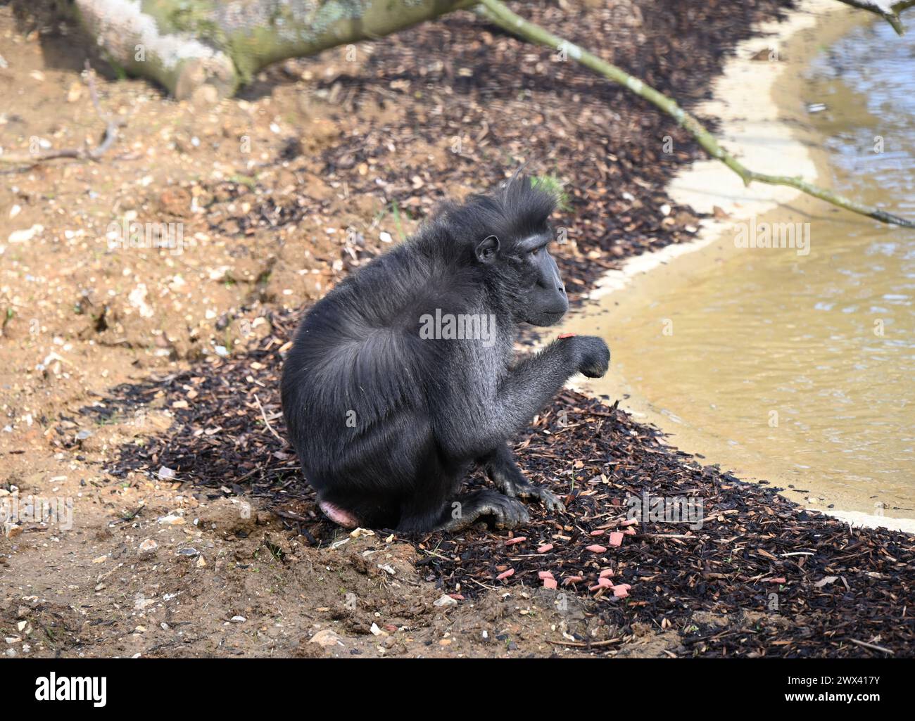 Nacaque habitat hi-res stock photography and images - Alamy