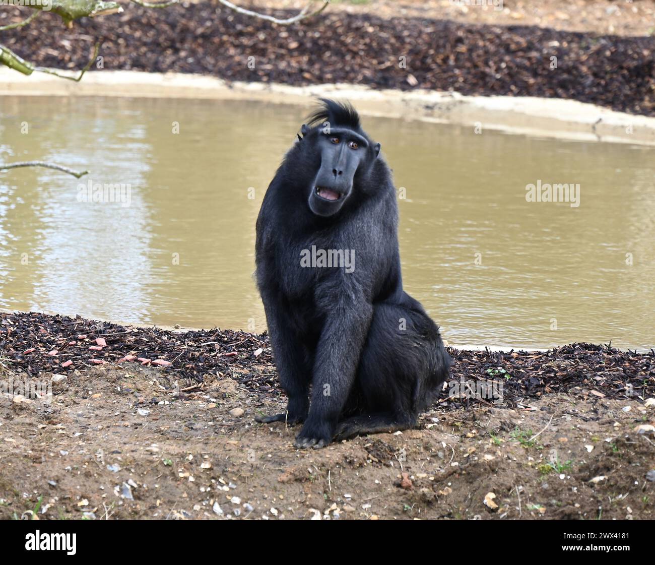 Monkey Forest is opening on March 29 , 2024 .Monkey Forest will be home ...