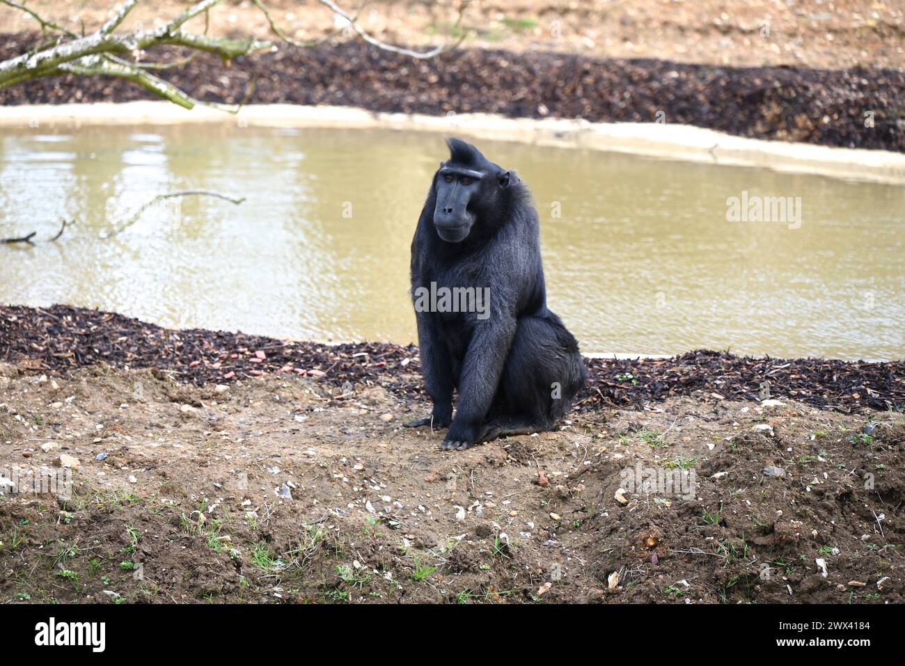 Monkey Forest is opening on March 29 , 2024 .Monkey Forest will be home ...