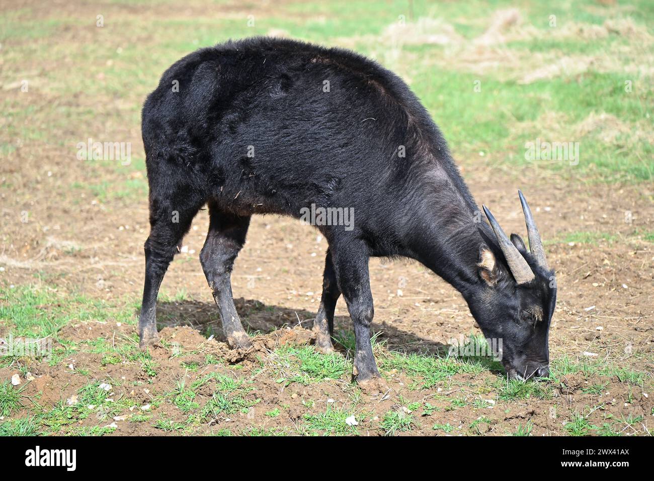Monkey Forest is opening on March 29 , 2024 .Monkey Forest will be home ...