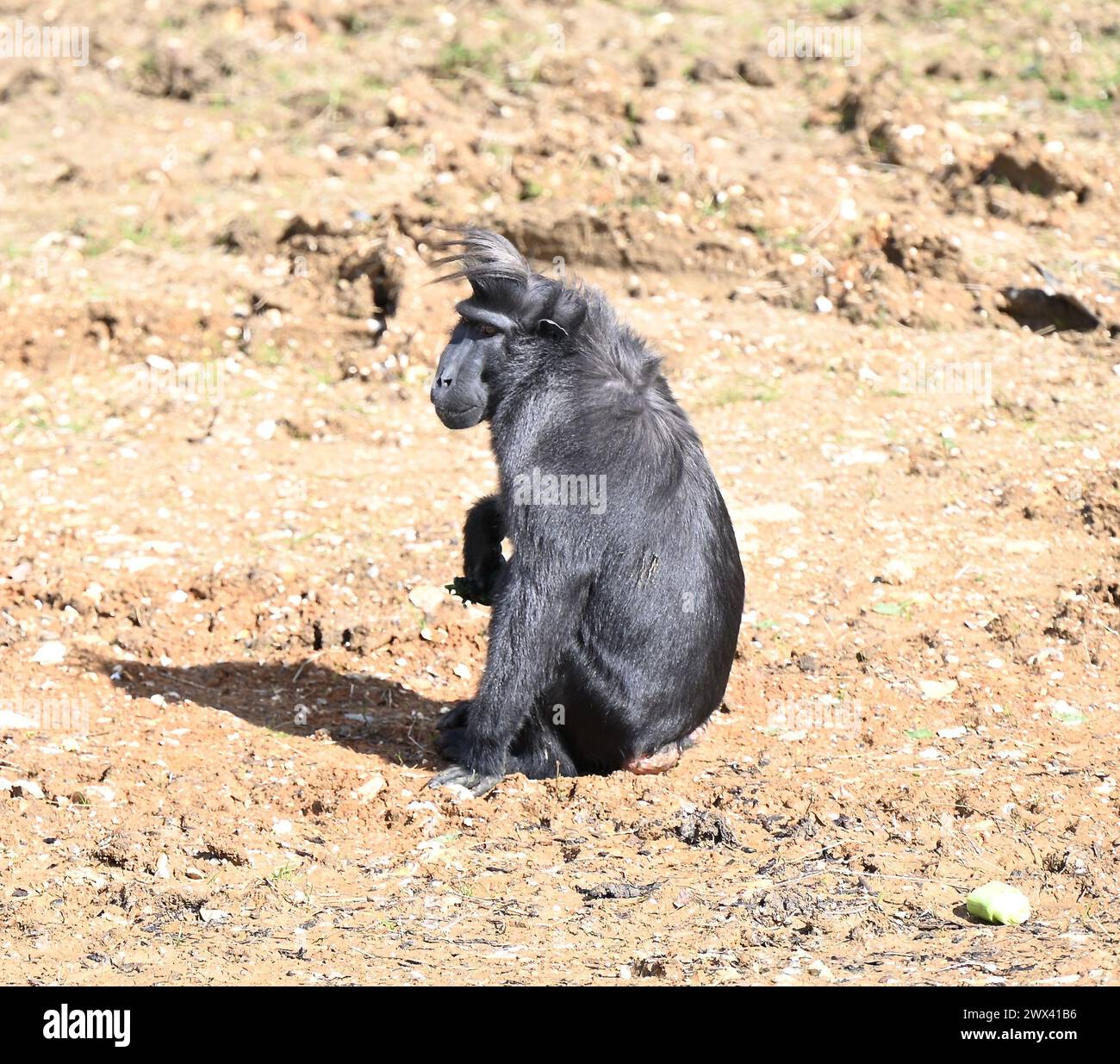 Monkey Forest is opening on March 29 , 2024 .Monkey Forest will be home ...