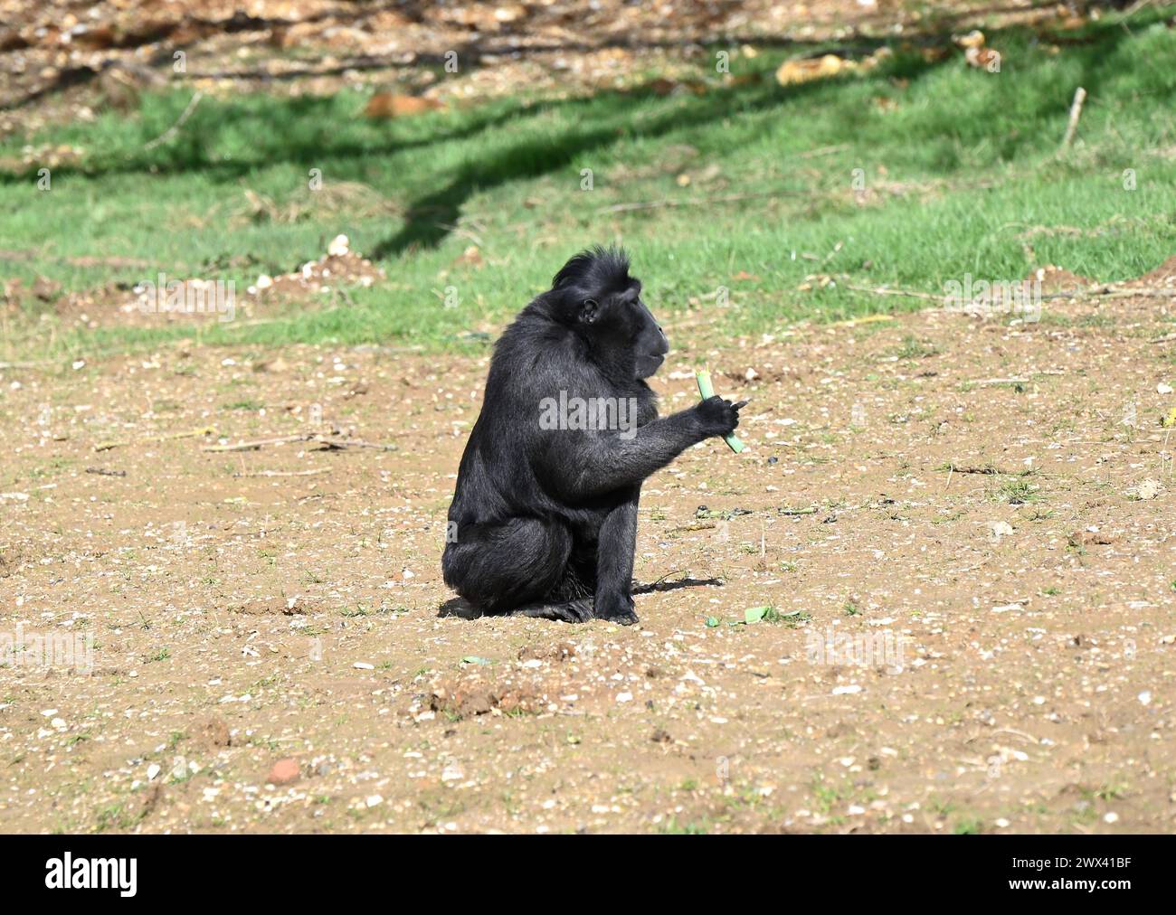 Monkey Forest is opening on March 29 , 2024 .Monkey Forest will be home ...