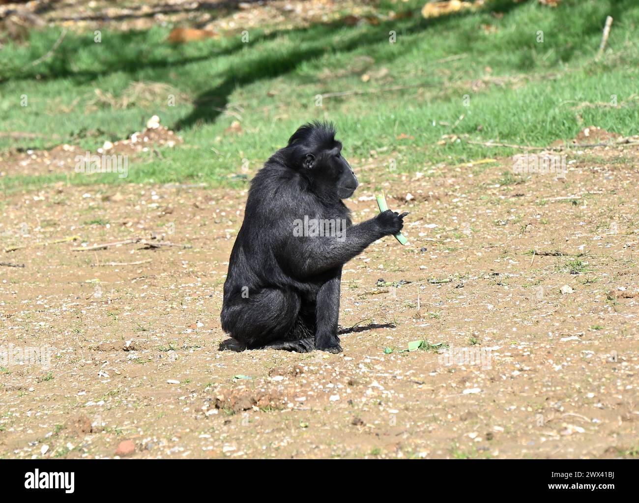 Monkey Forest is opening on March 29 , 2024 .Monkey Forest will be home ...