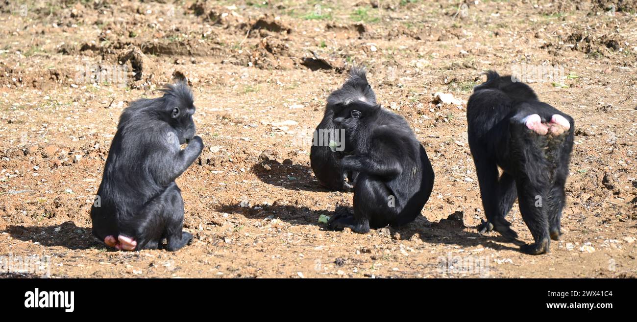 Monkey Forest is opening on March 29 , 2024 .Monkey Forest will be home ...