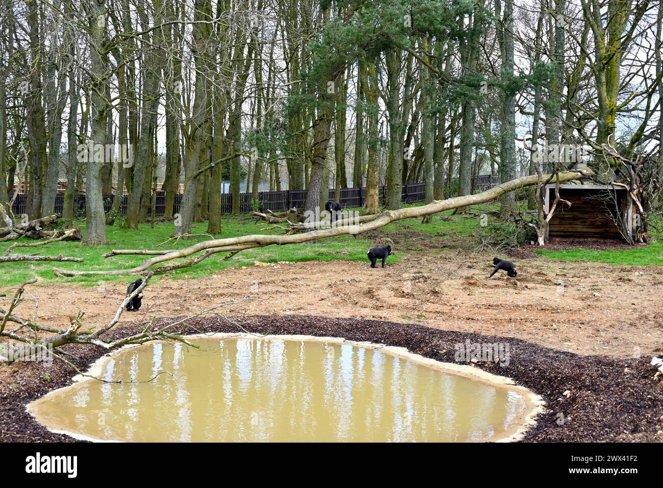 Monkey Forest is opening on March 29 , 2024 .Monkey Forest will be home ...