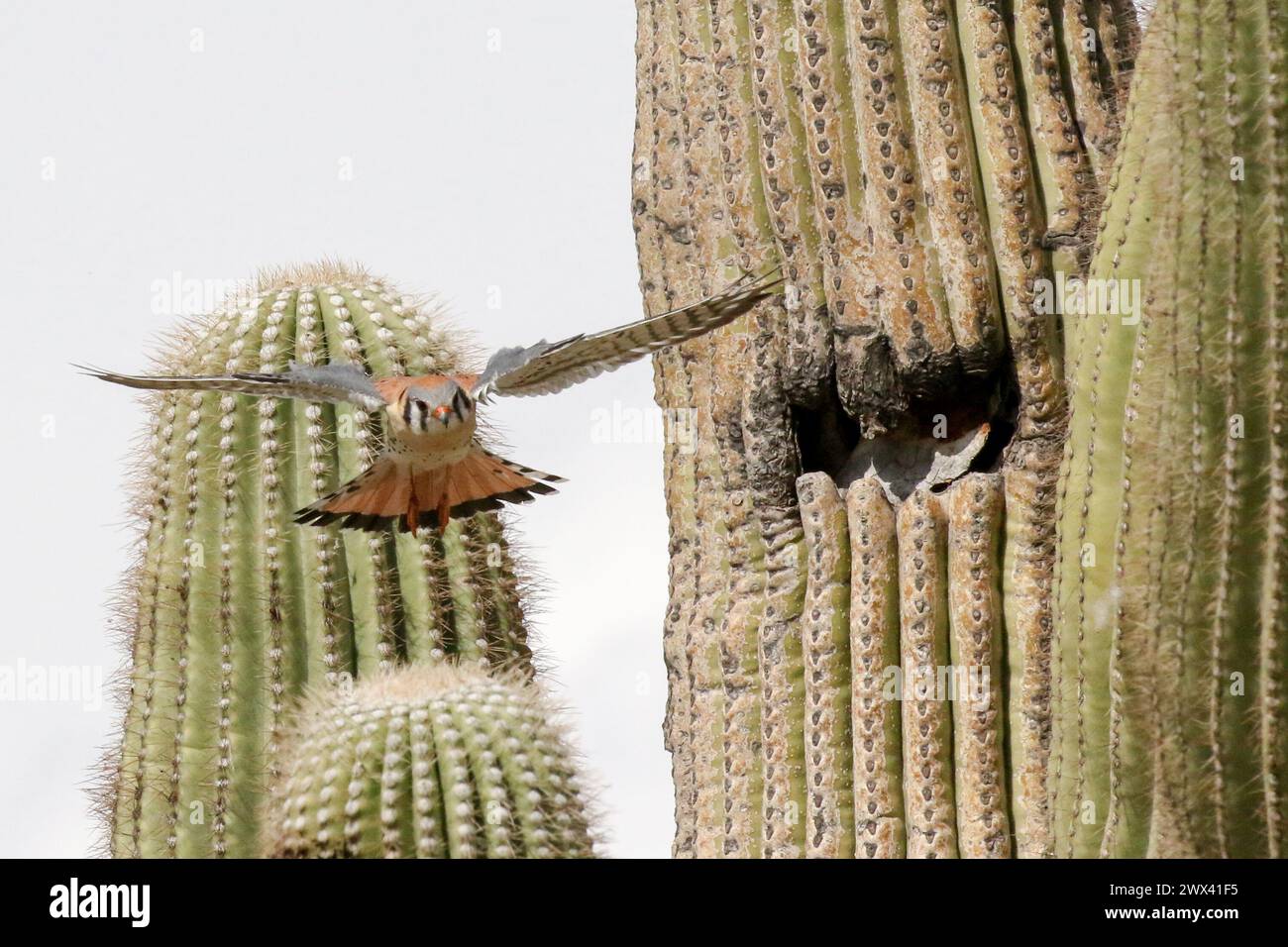 An American Kestrel flies near a Saguaro Stock Photo - Alamy