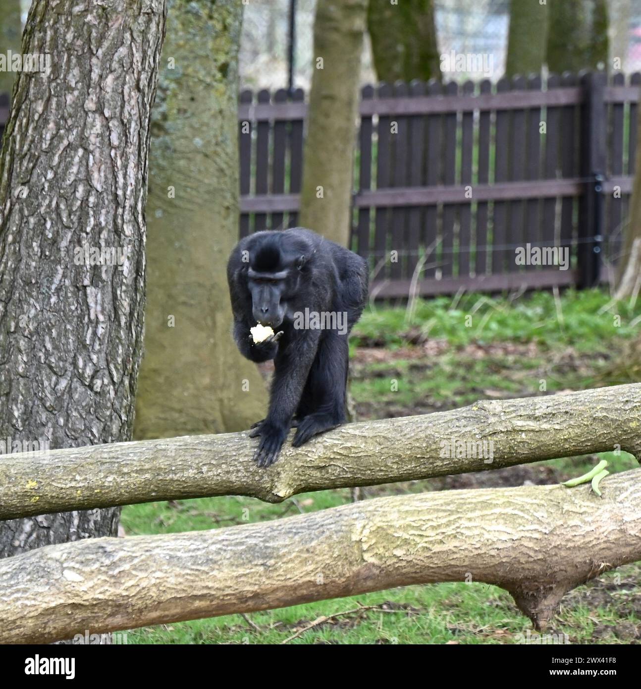 Monkey Forest is opening on March 29 , 2024 .Monkey Forest will be home ...