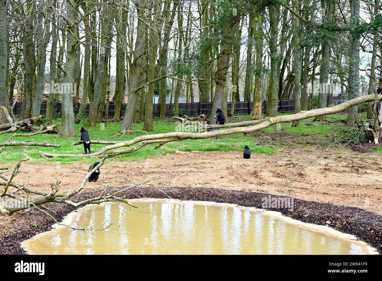 Monkey Forest is opening on March 29 , 2024 .Monkey Forest will be home ...