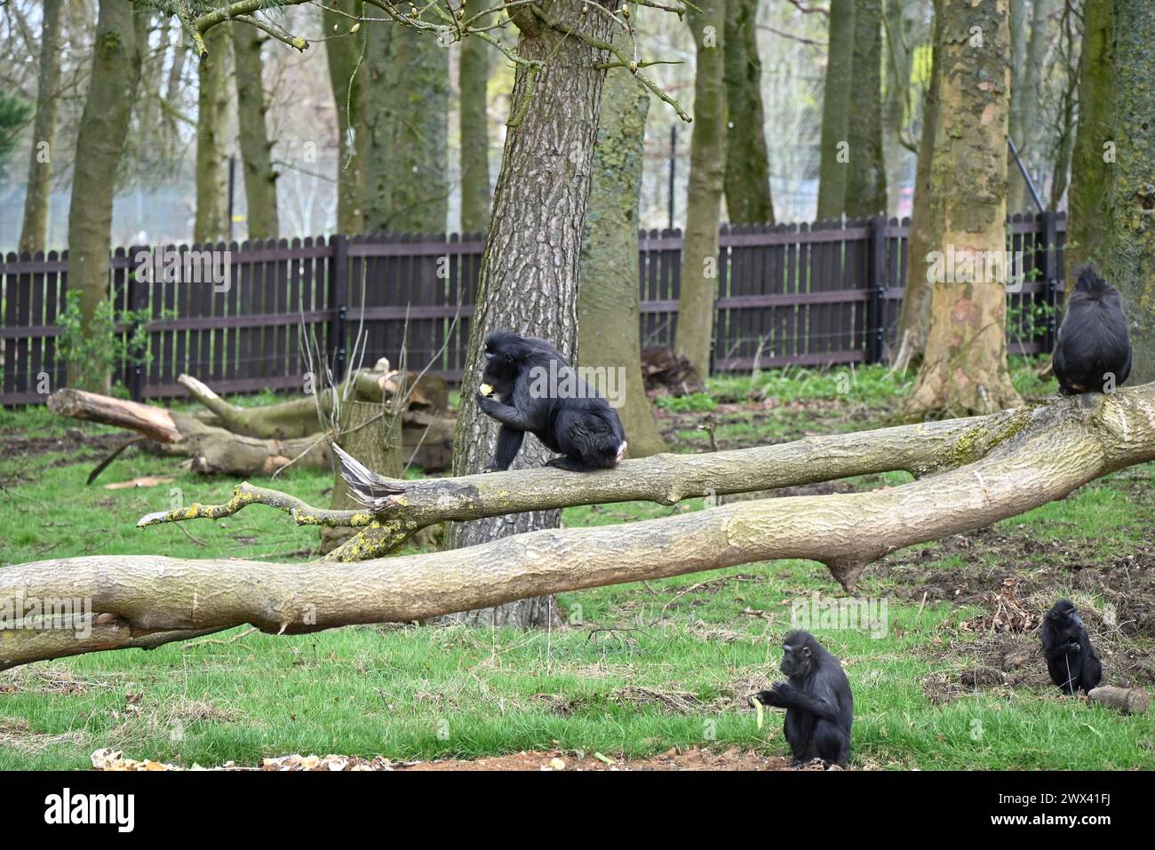 Monkey Forest is opening on March 29 , 2024 .Monkey Forest will be home ...