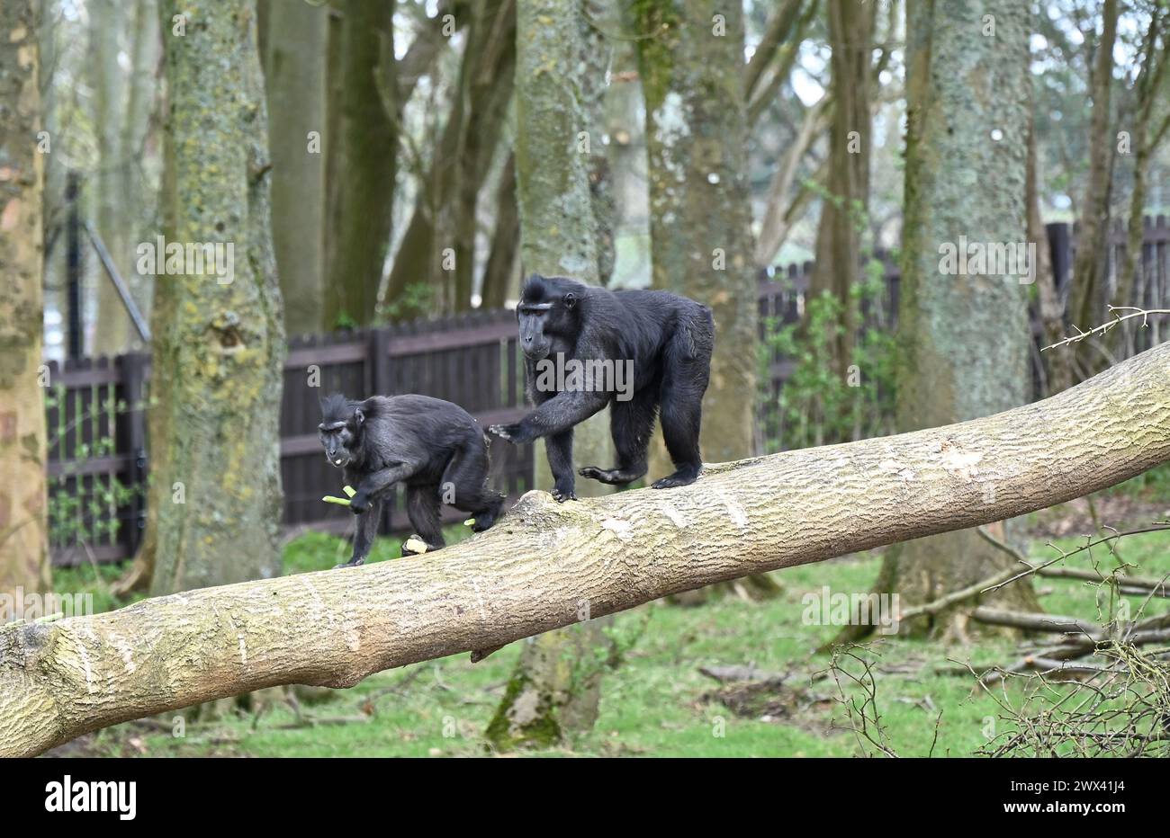 Monkey Forest is opening on March 29 , 2024 .Monkey Forest will be home ...