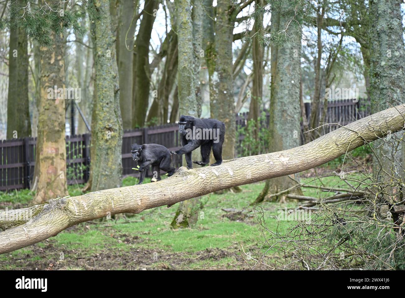 Monkey Forest is opening on March 29 , 2024 .Monkey Forest will be home ...