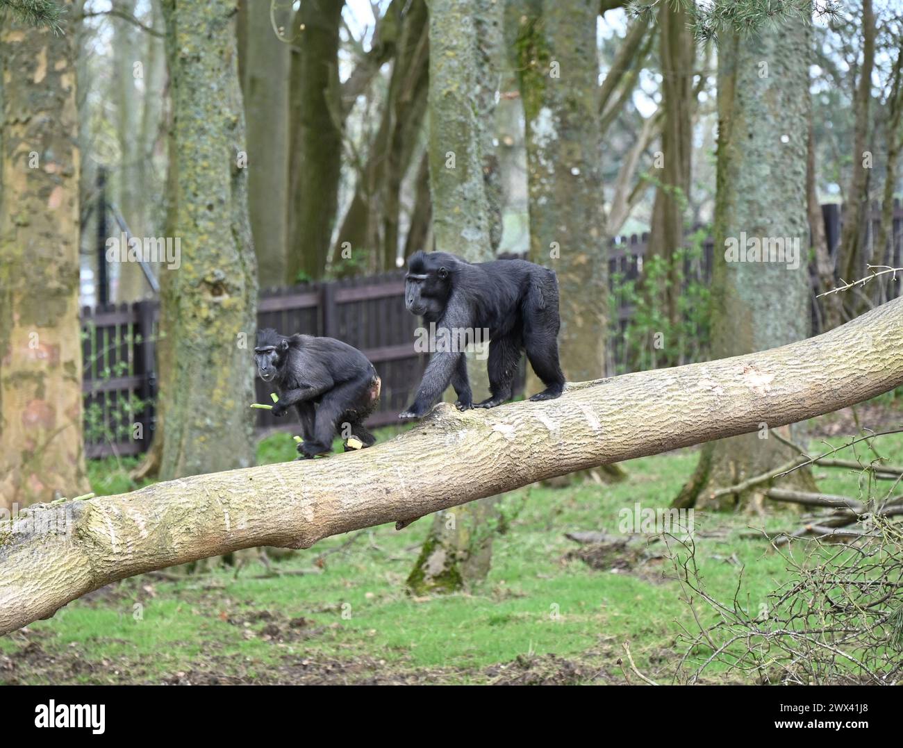 Monkey Forest is opening on March 29 , 2024 .Monkey Forest will be home ...