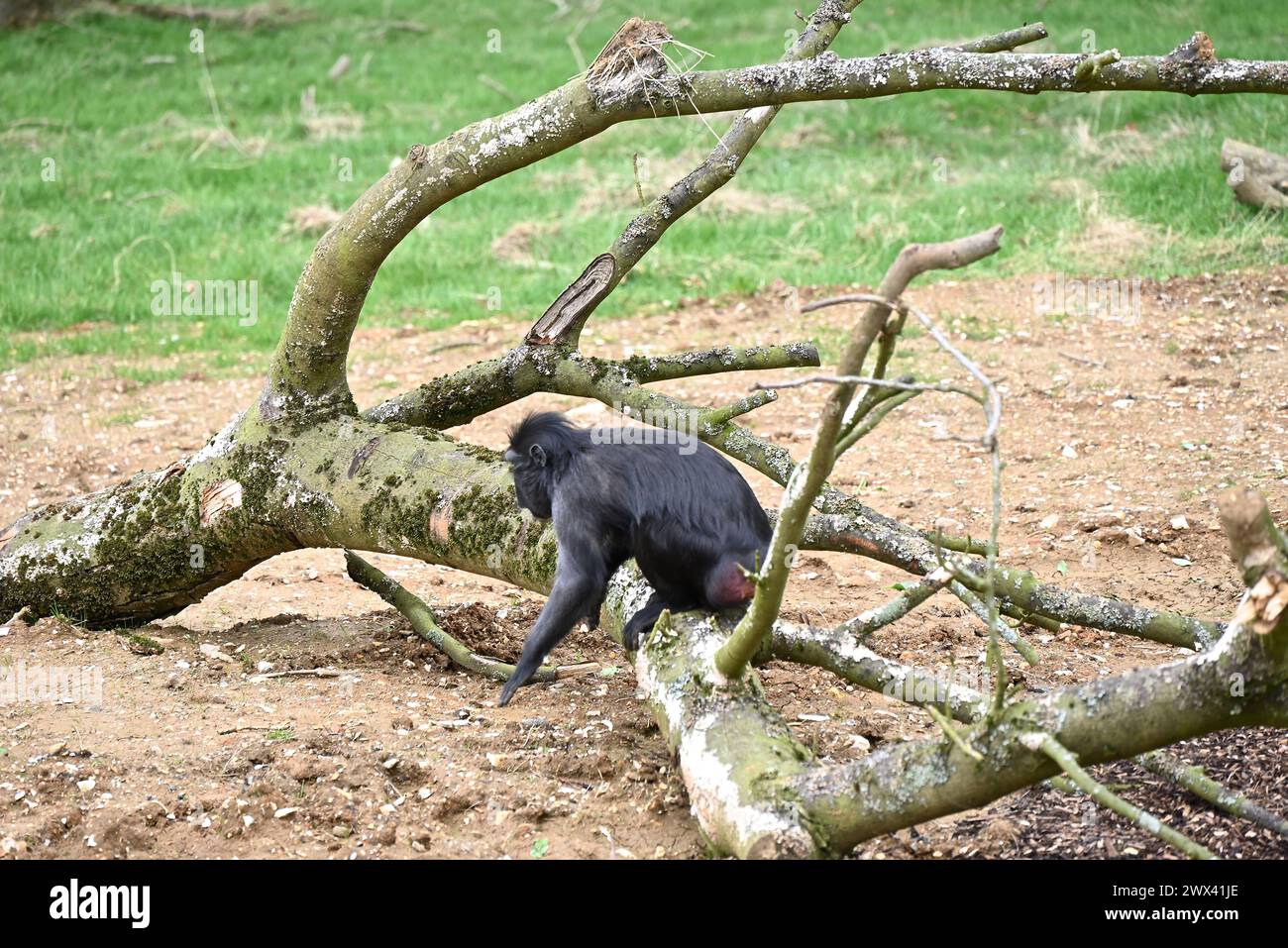 Monkey Forest is opening on March 29 , 2024 .Monkey Forest will be home ...