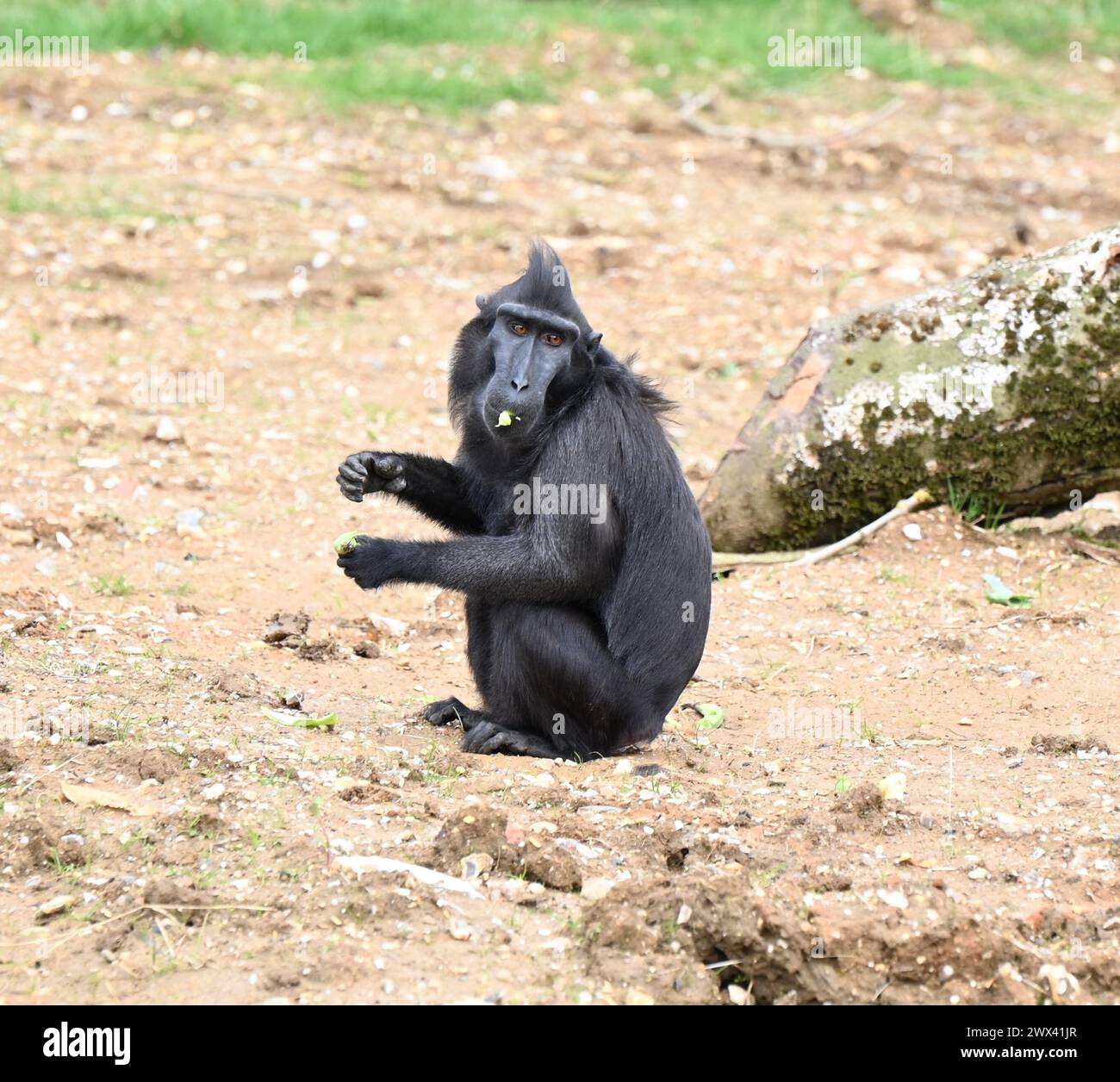 Monkey Forest is opening on March 29 , 2024 .Monkey Forest will be home ...