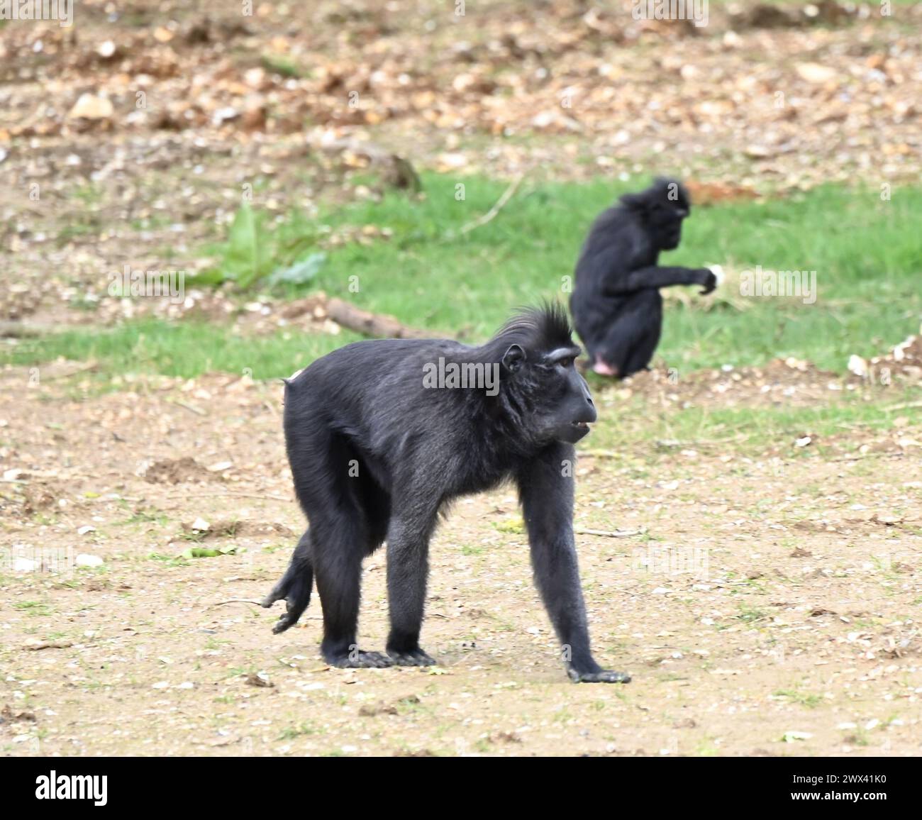 Monkey Forest is opening on March 29 , 2024 .Monkey Forest will be home ...