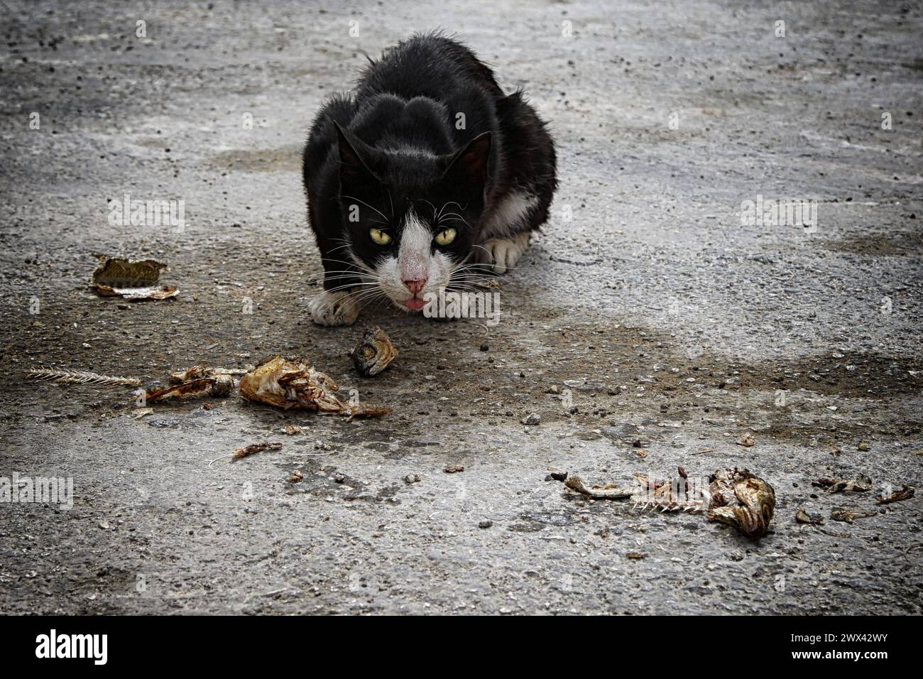 Urban cat life hi-res stock photography and images - Alamy